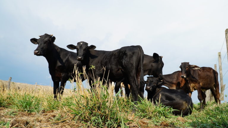 South America Archives - Solidaridad Network