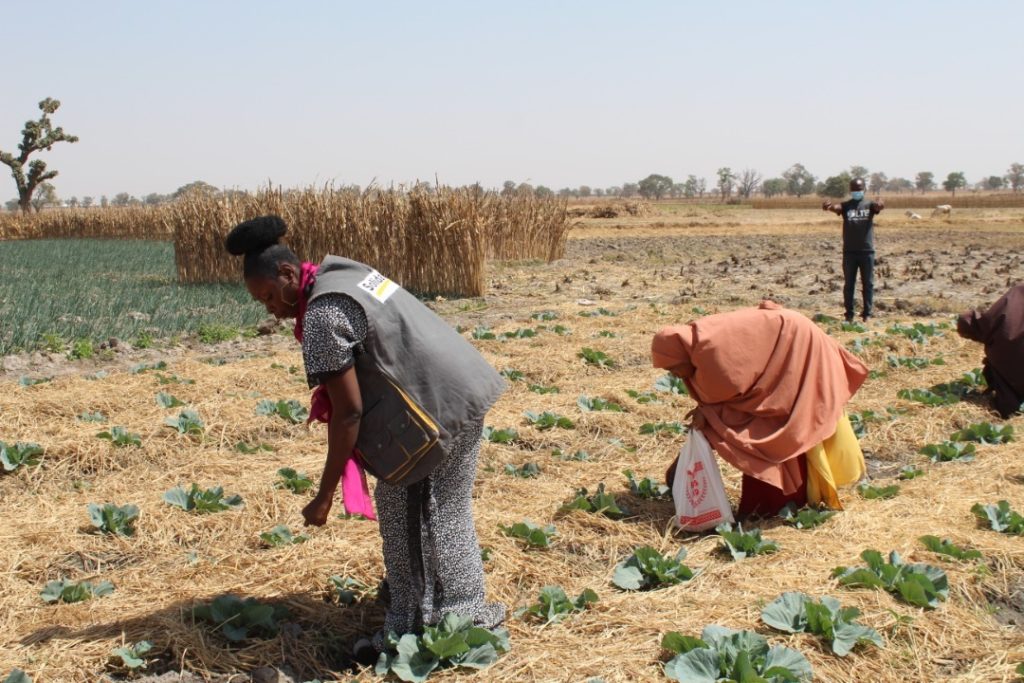 'Seeing is doing' - How smallholder farmers in Nigeria are living this ...