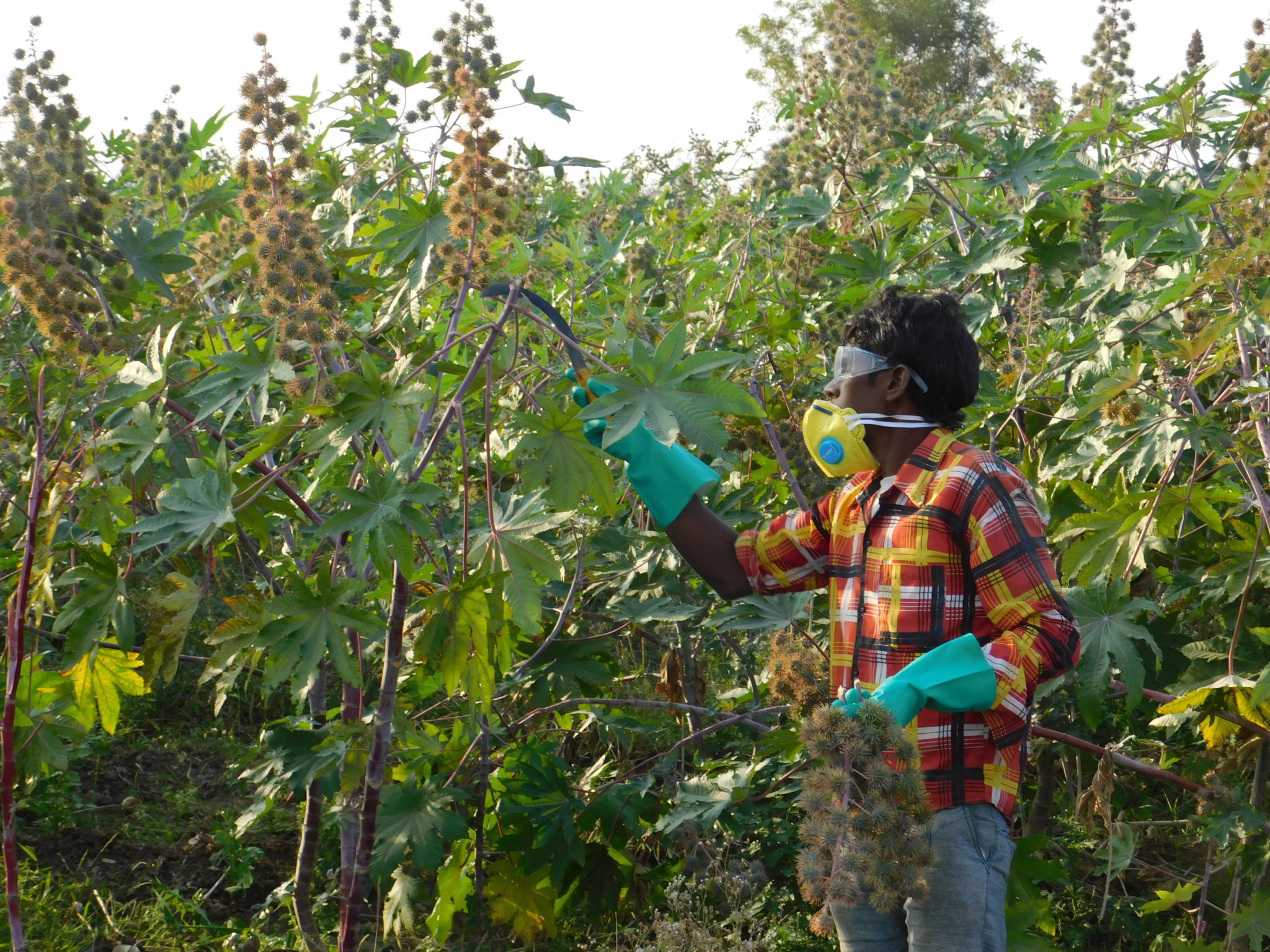 The World’s First Sustainable Castor Initiative, Five Years On ...