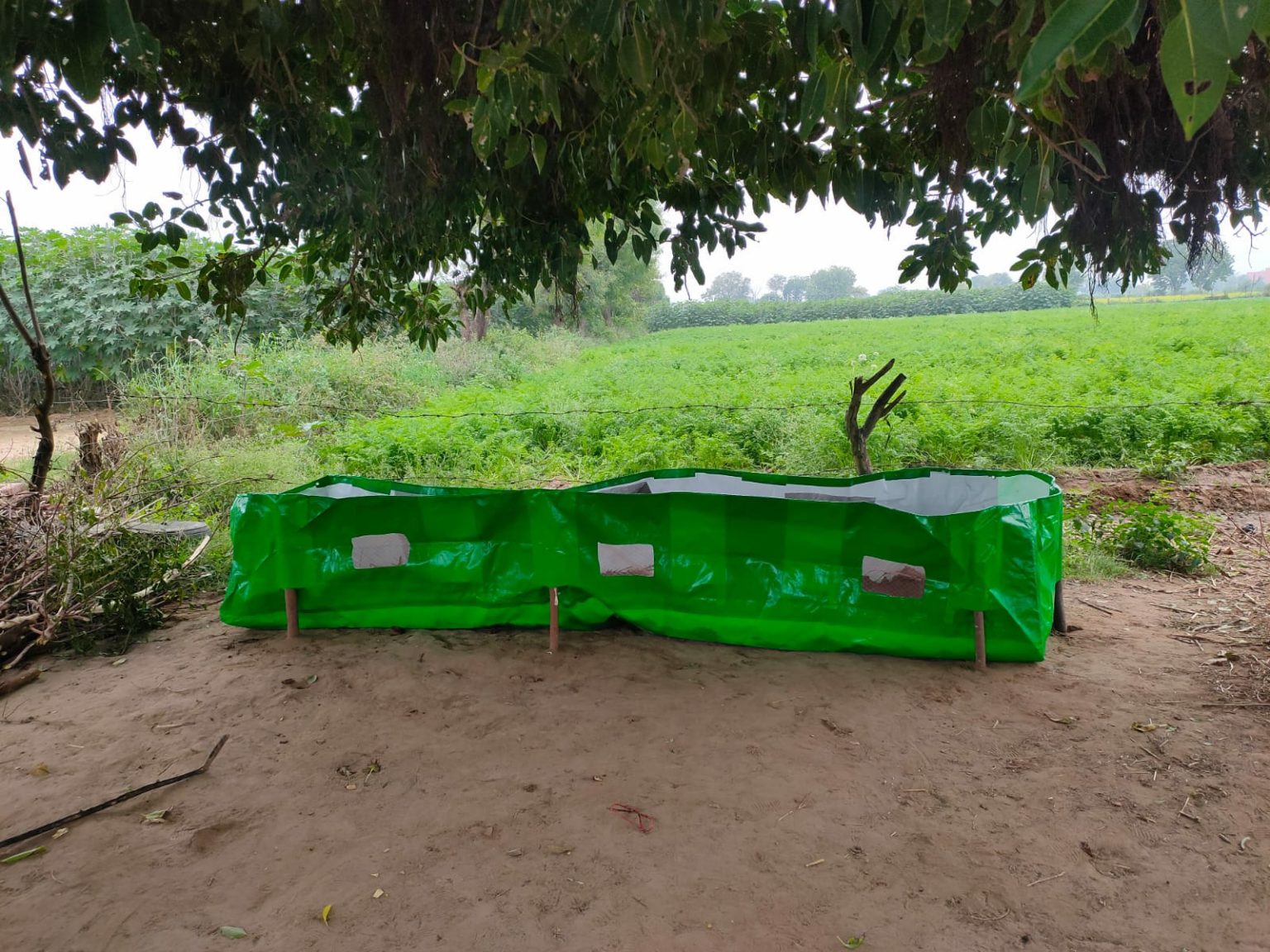 A Sustainable Path for Castor Farming In India - Solidaridad Network