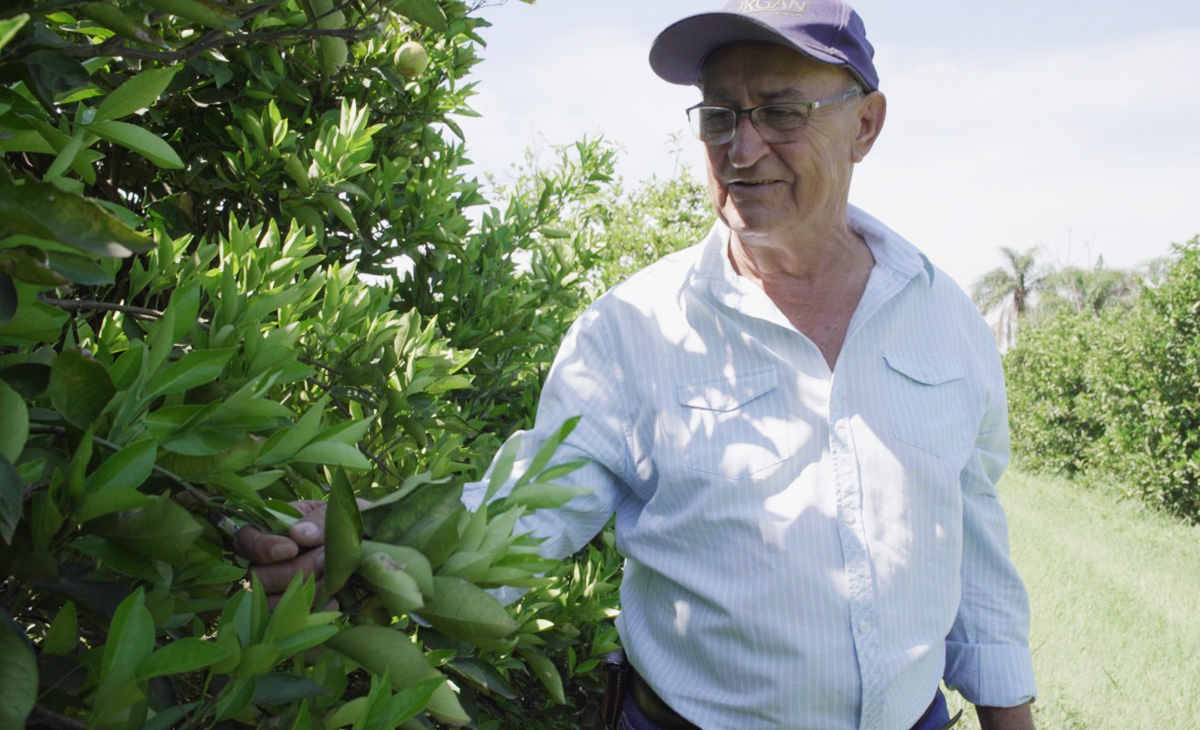 Fruto Resiliente: sustainable orange production - Solidaridad