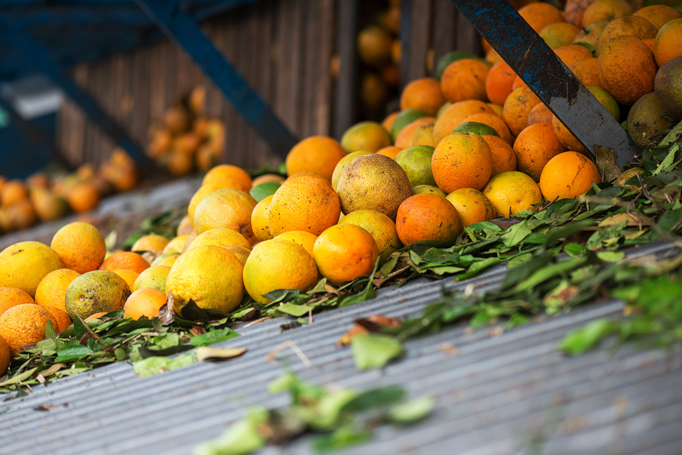 Fruto Resiliente: sustainable orange production - Solidaridad