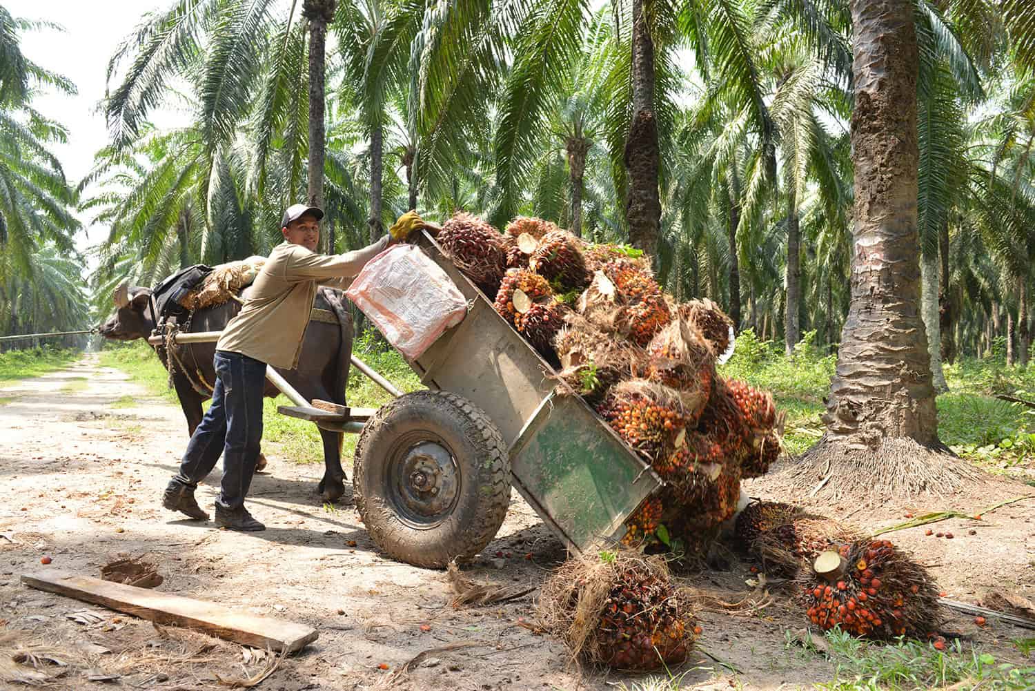 First Palm Oil Barometer Challenges Negative Public Perception On Palm