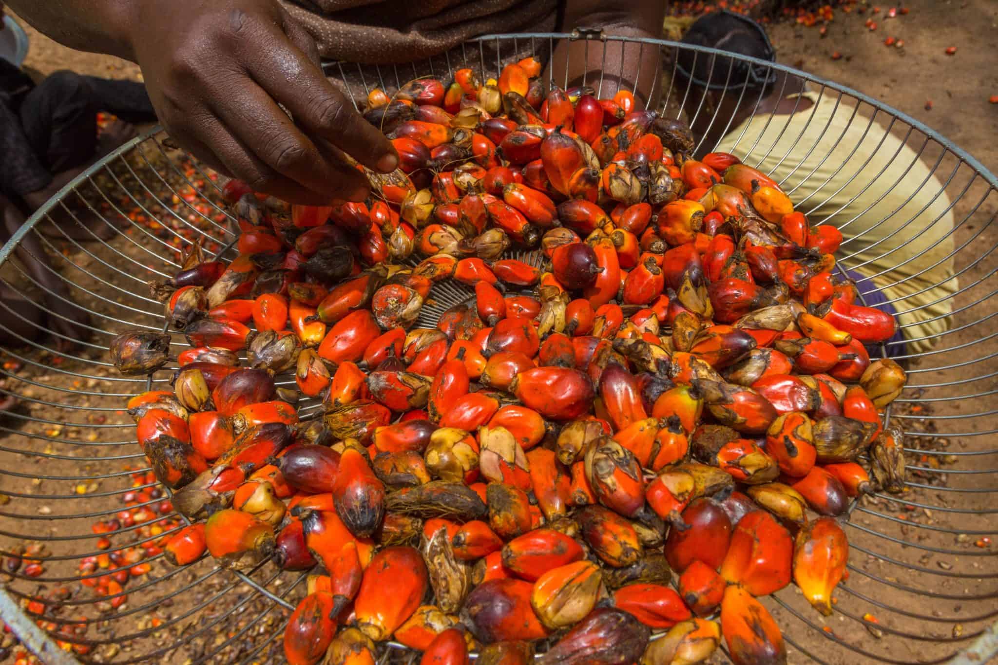 Palm oil's future is sustainable; the discourse is stuck in the past ...