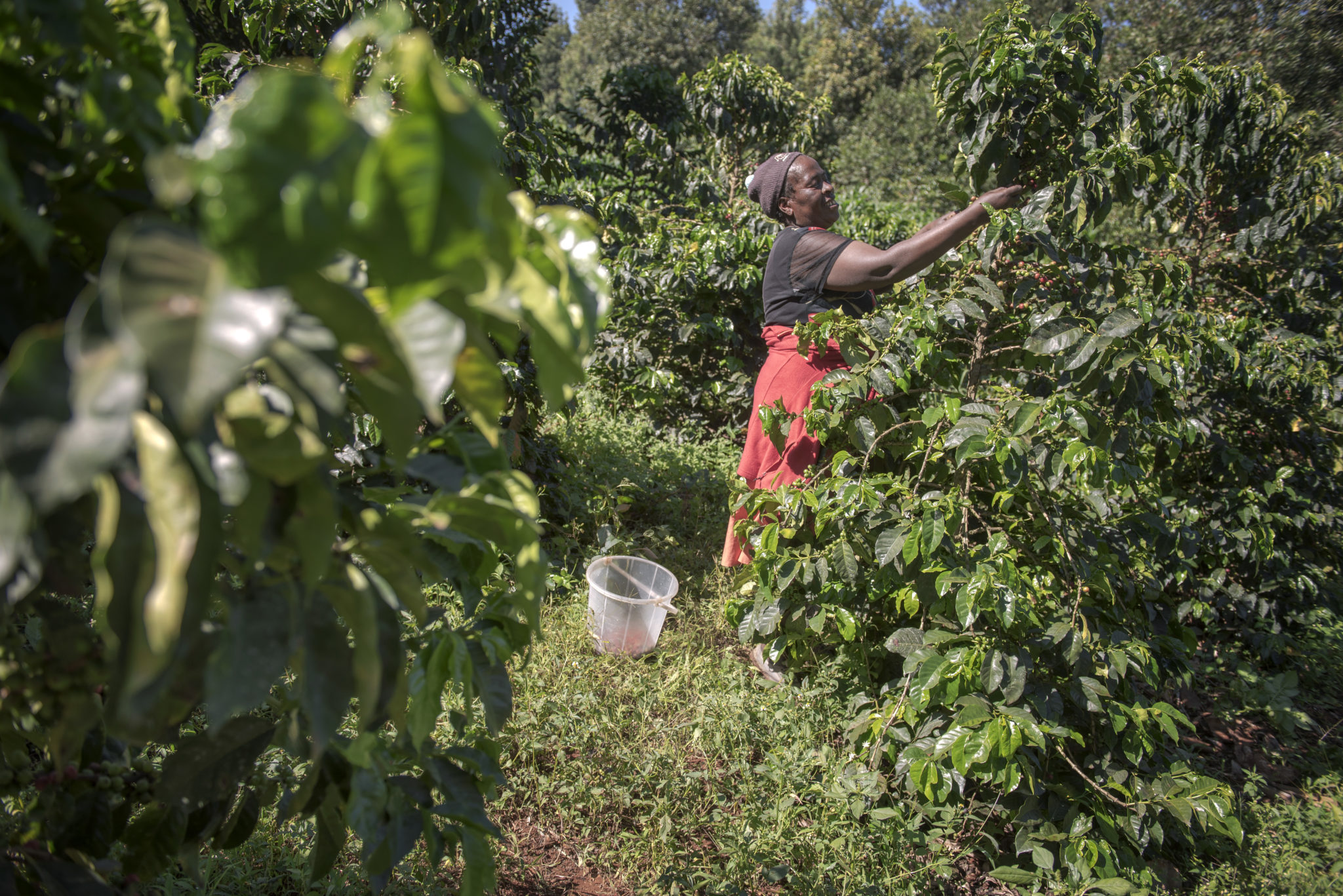 Five urgent steps to make the EU’s deforestation regulation work ...