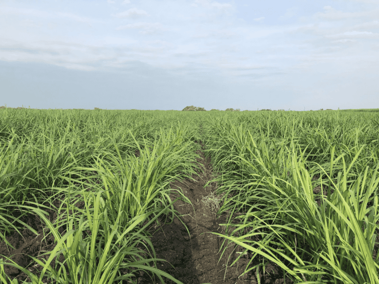 Seven years towards a better sugarcane sector: Working conditions ...