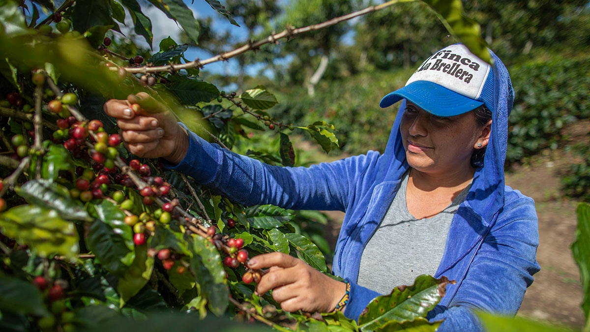 Coffee and cocoa farmers respond to climate change with agroforestry ...