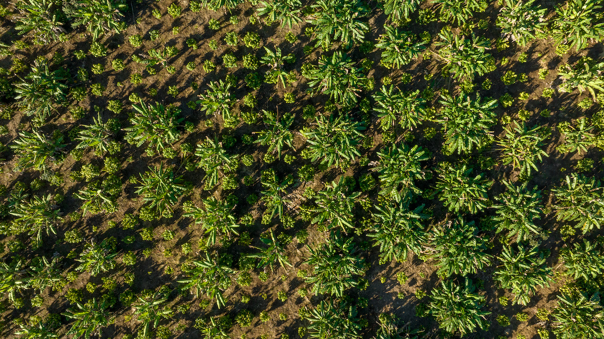 Low-Carbon Agriculture: A Forward-Looking Approach to Farming ...