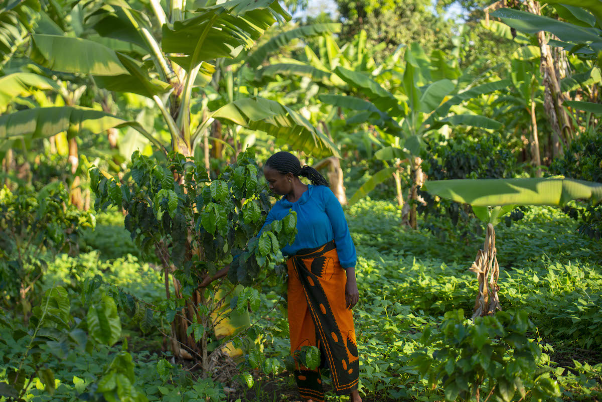 Rural Woman Coffee Farmer Leads the Way in Tanzania - Solidaridad Network