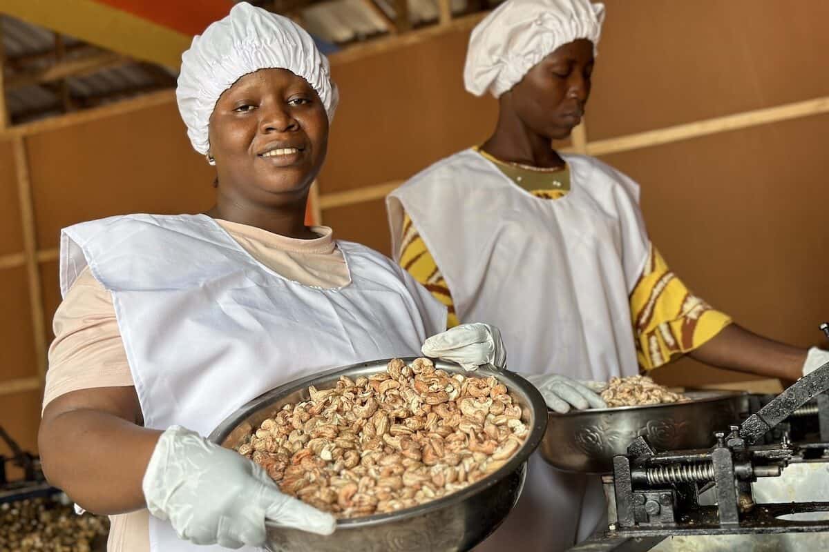 New cashew processing facility adds to success of tree crop programme ...