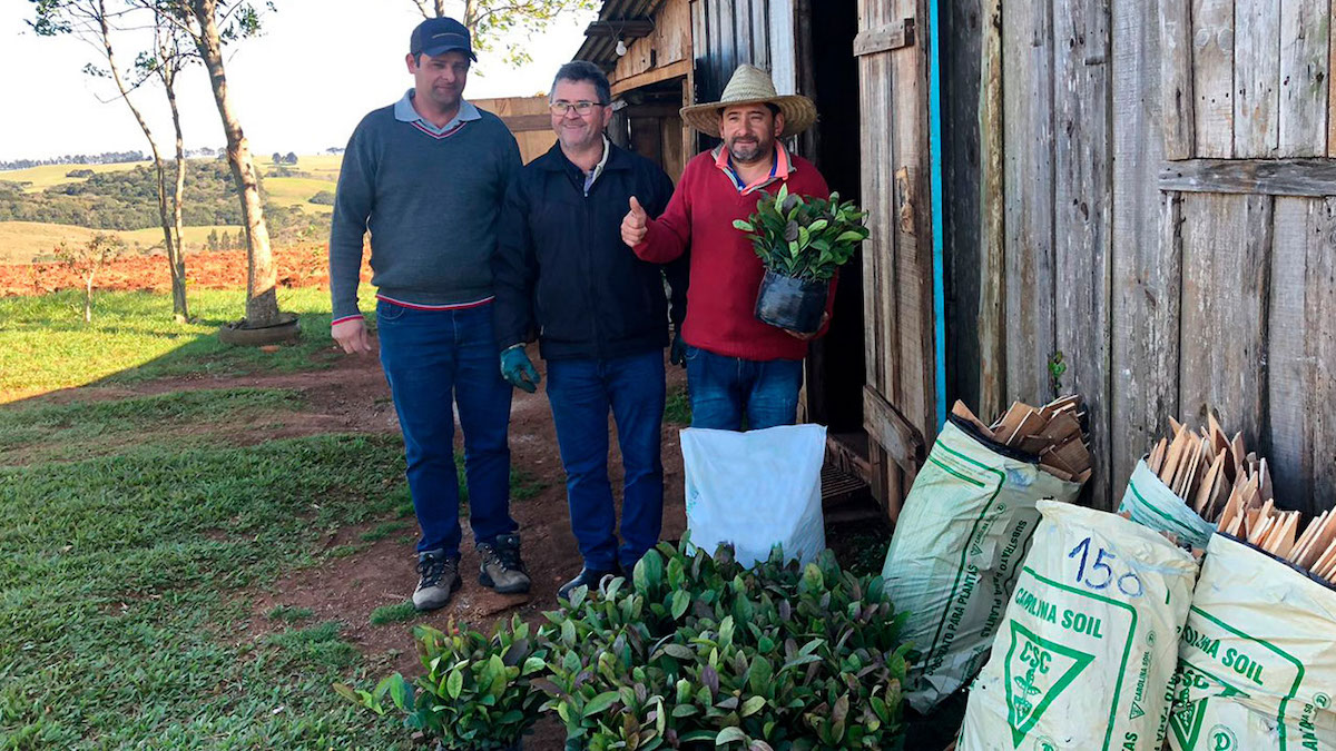 Finding the Carbon Balance in Yerba Mate Cultivation - Solidaridad Network