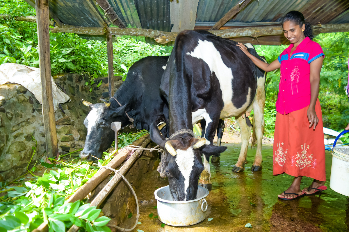 Women Dairy Farmers Assert Themselves in Sri Lanka - Solidaridad Network