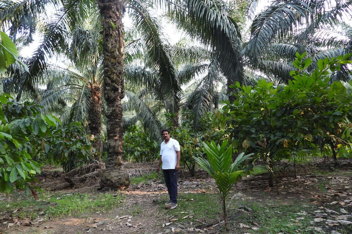 PALM OIL CONFERENCE DISPELS MYTHS, HIGHLIGHTS CROP’S KEY ROLE IN ...