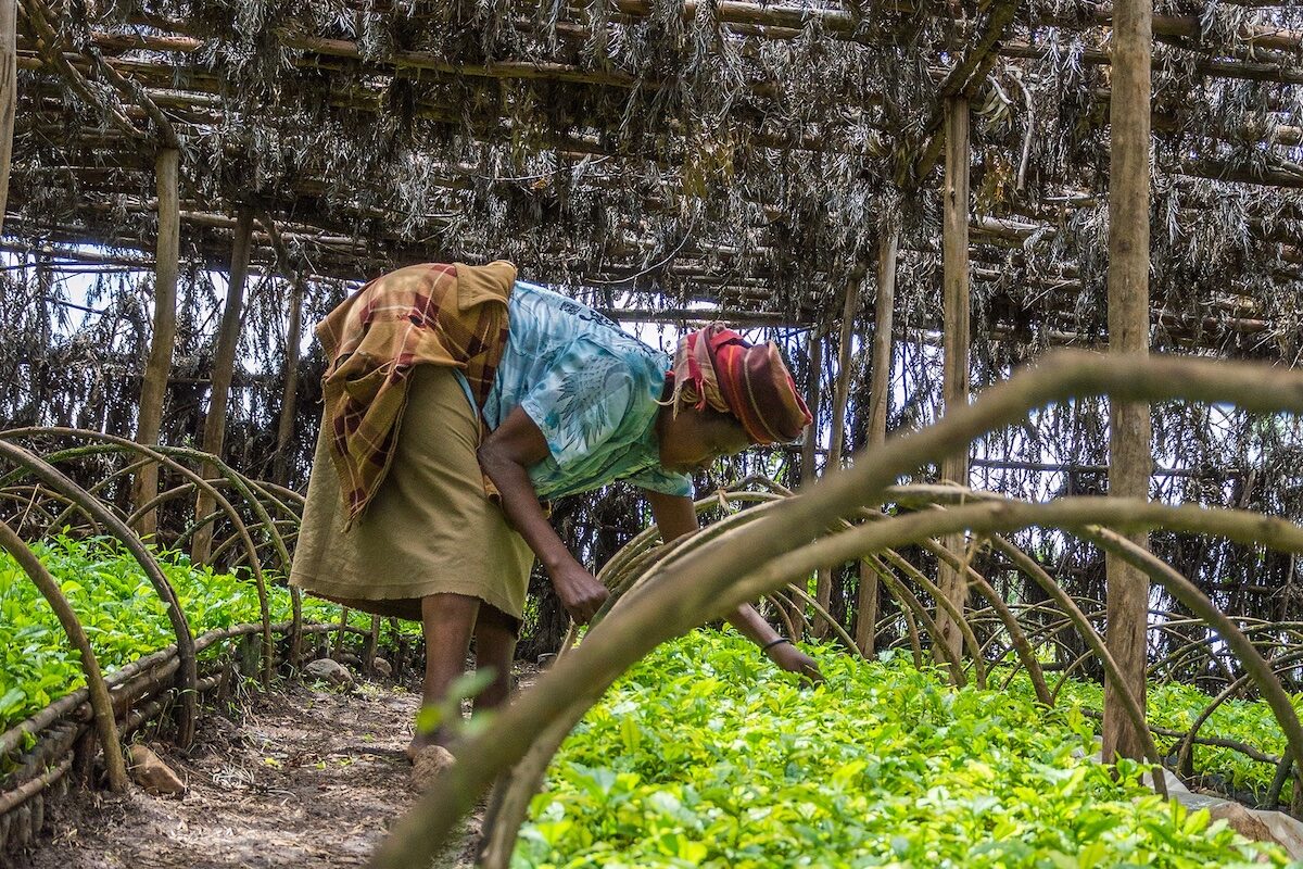 Boosting profits: The case for value addition among Kenyan tea growers ...