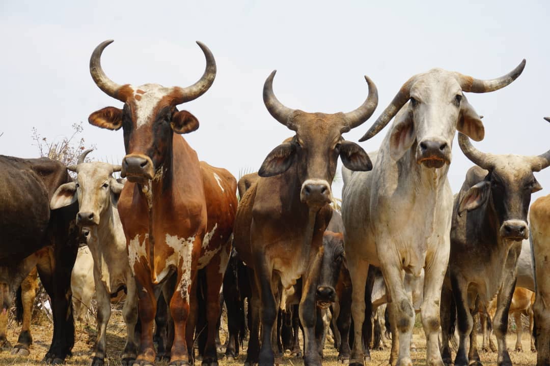 Sustainable livestock management transforms Zambia’s Lower Kafue sub-basin - Solidaridad Network