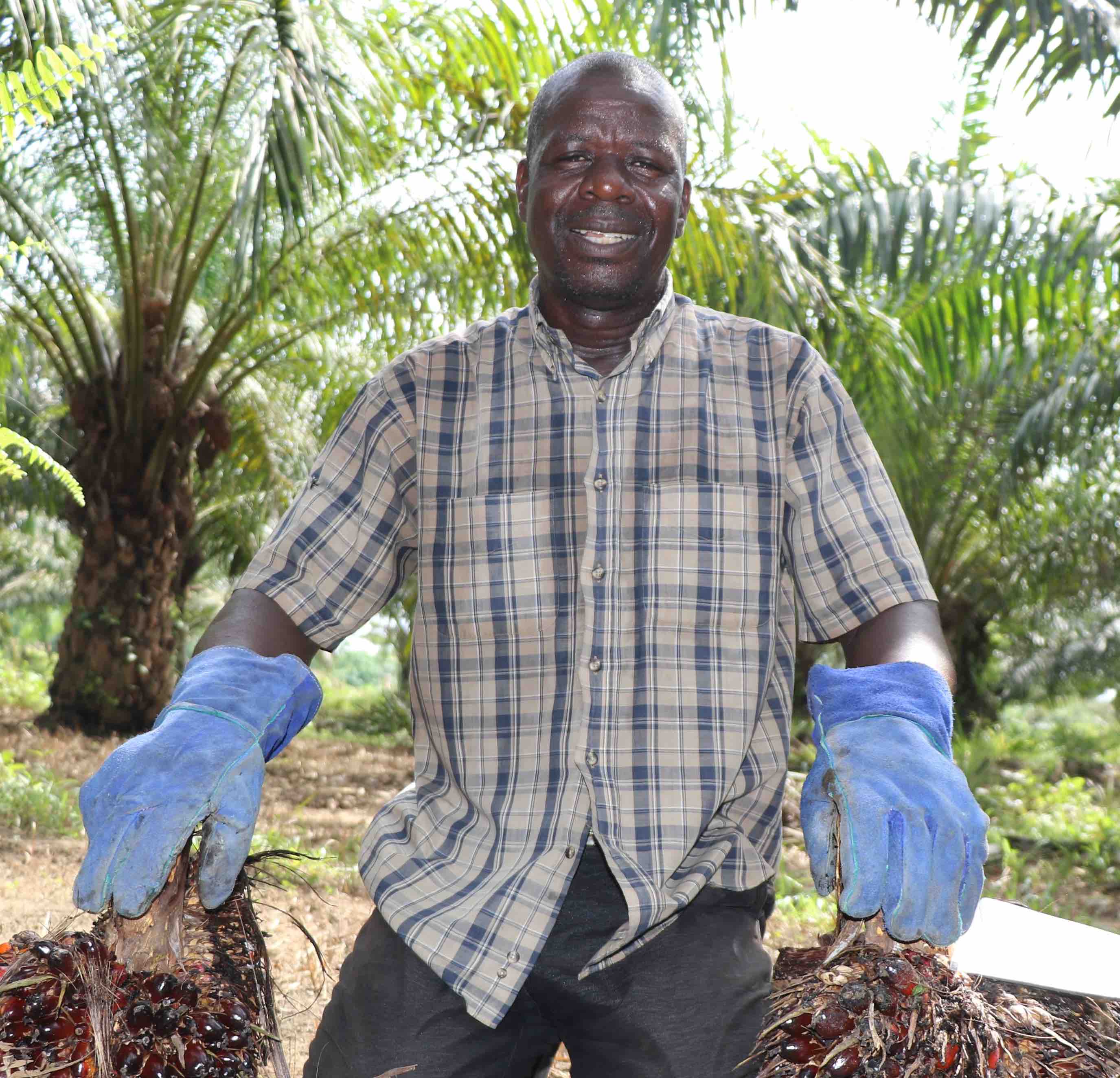 Farmers in Liberia record a boom in oil palm yields after training ...