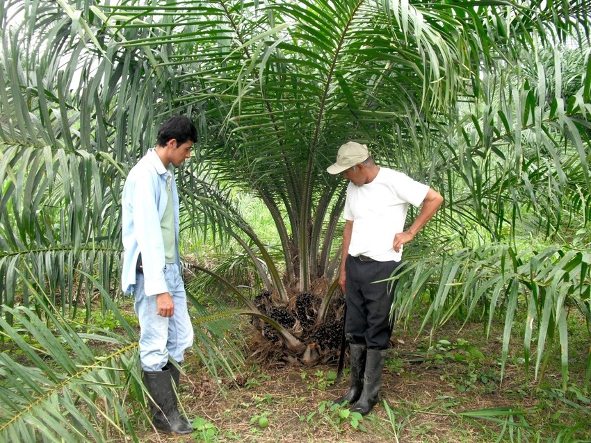 Smallholder farmers achieve RSPO certification in Malaysia ...