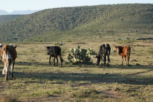 Southern Africa Archives - Page 27 of 27 - Solidaridad Network