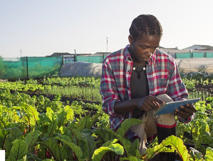 Mitigating food insecurity with technology - Solidaridad Network