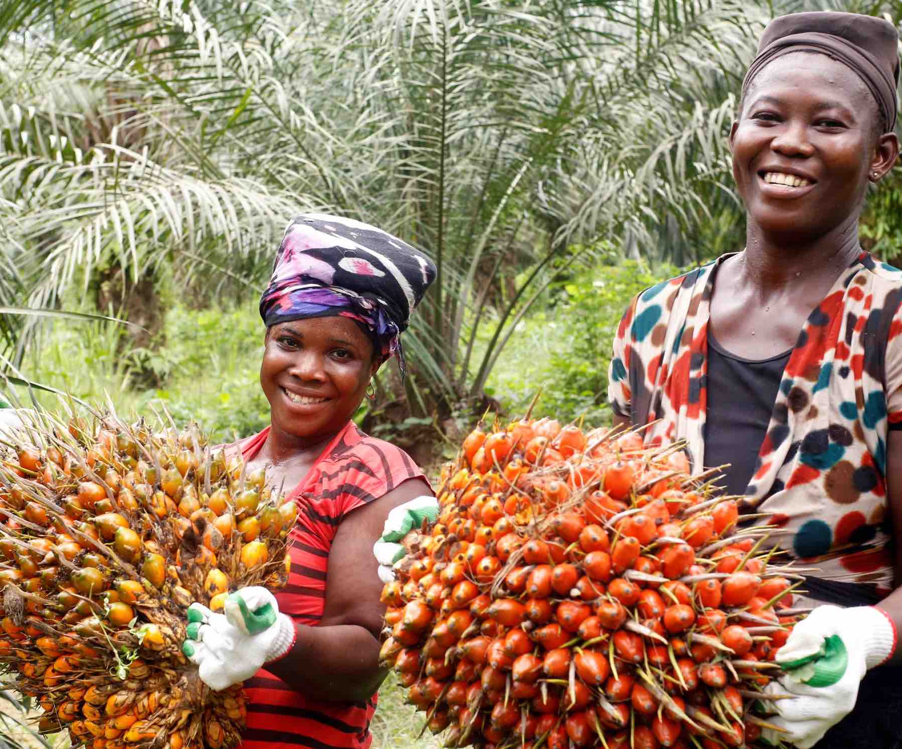 Supporting the private sector to contribute to oil palm development in ...