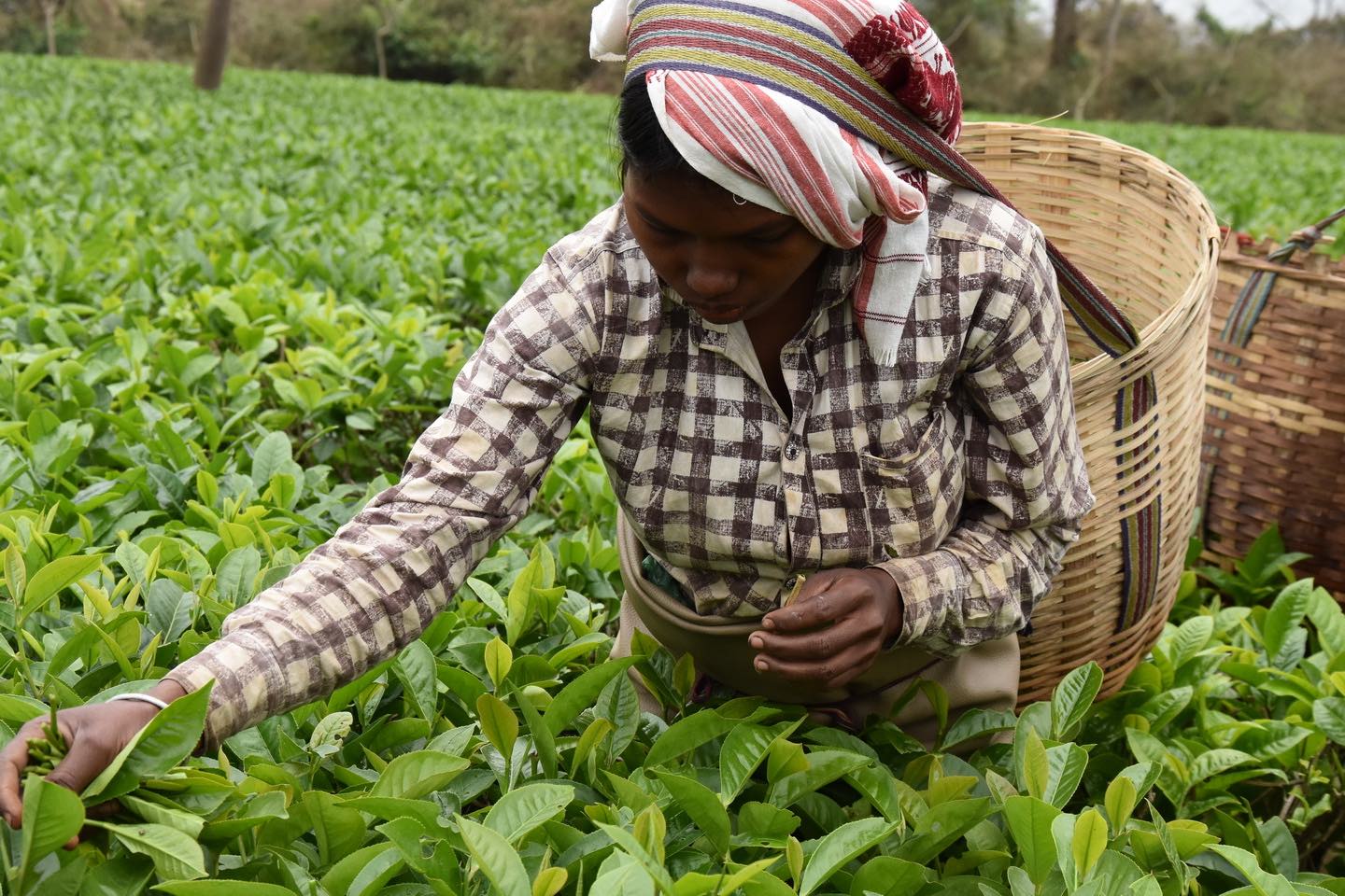 A new approach to sustainability in the Indian tea industry