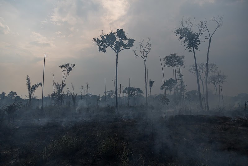 Climate balance and health on the planet depend on the Amazon ...