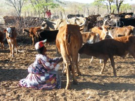 Driving sustainable cattle production in Northern Namibia - Solidaridad ...